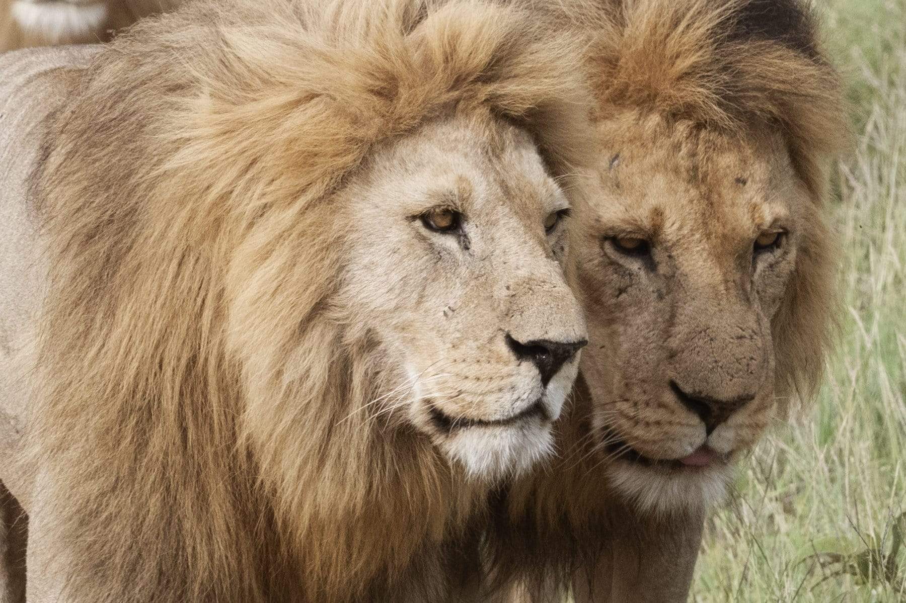African Companions – All in the Wild